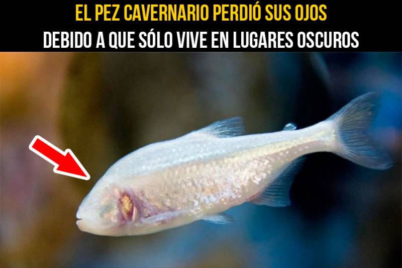 15 Animales SORPRENDENTES que no creeras que existen | Notinerd 15 Animales SORPRENDENTES que no creeras que existen | Notinerd