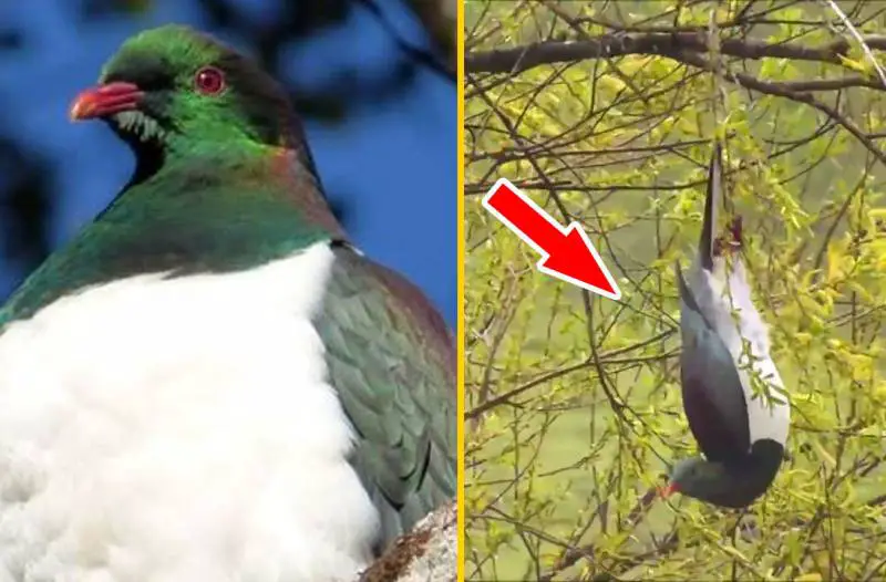 15 Animales SORPRENDENTES que no creeras que existen | Notinerd 15 Animales SORPRENDENTES que no creeras que existen | Notinerd
