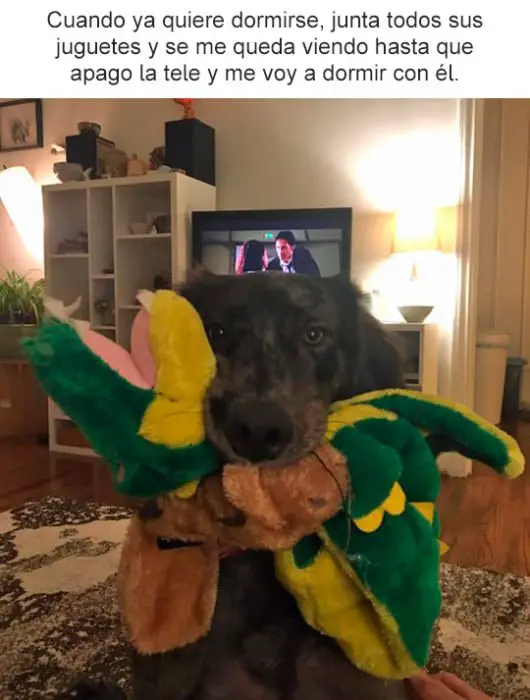 Perro Que Sonrie Memes